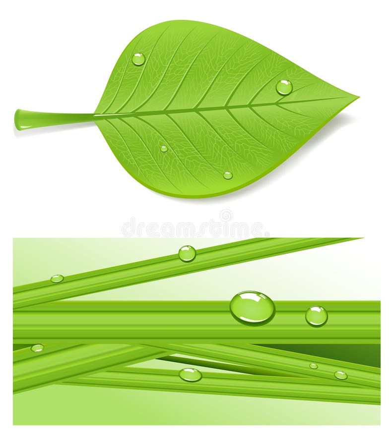 Beautiful leaf stock vector. Illustration of stalk, blink - 8116719