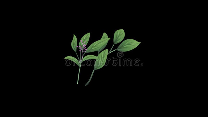Beautiful Leaf Animation Loop Animation Transparent Background with an ...