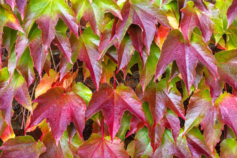 Beautiful leaf background stock image. Image of closeup - 26876663