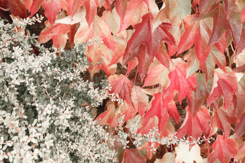 Beautiful leaf background stock image. Image of environment - 26876697