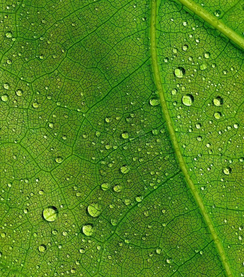 Beautiful leaf background stock image. Image of closeup - 31767023