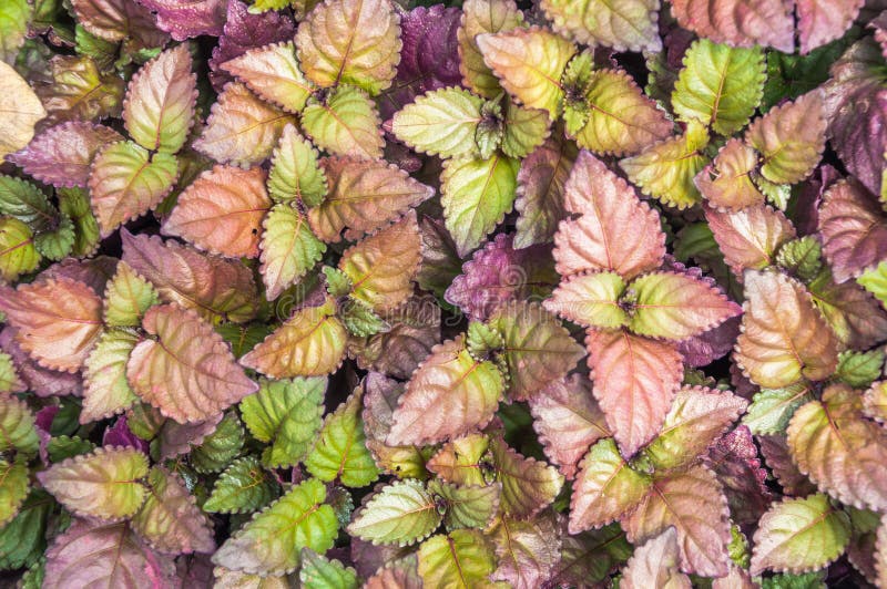 Beautiful leaf background stock photo. Image of nature - 46596520