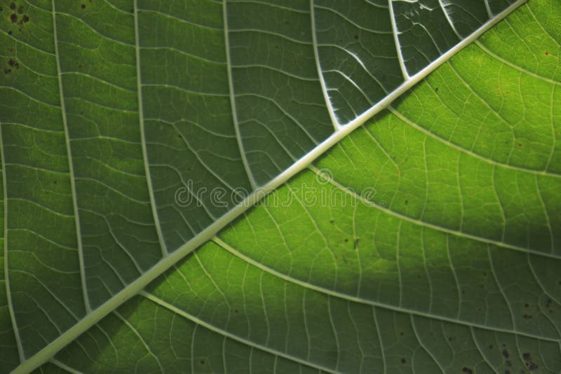 Beautiful Leaf Bone Texture for the Background Stock Image - Image of ...
