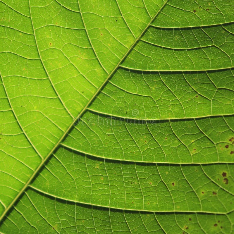 Beautiful Leaf Bone Texture for the Background Stock Photo - Image of ...