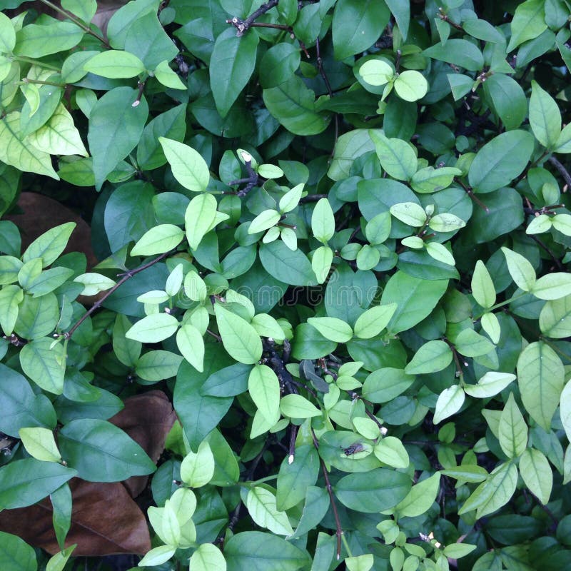 Beautiful leaf for design stock photo. Image of tropical - 52838452