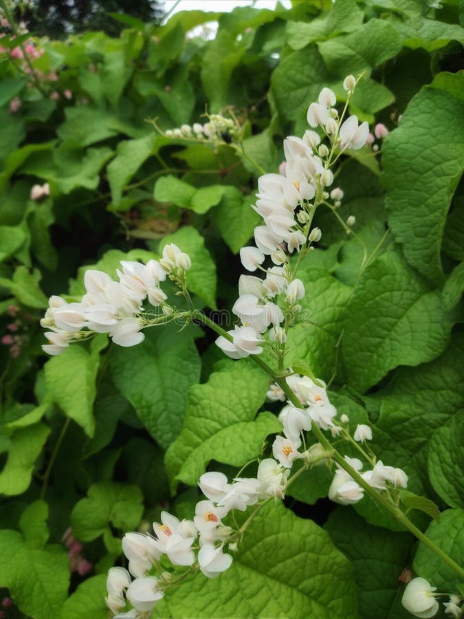 Beautiful leaf and flowers stock photo. Image of branch - 265448008