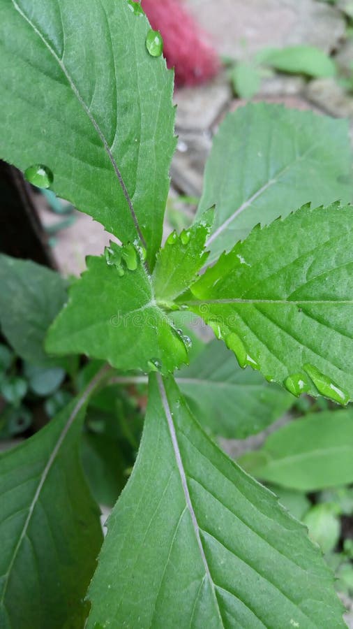 Beautiful leaf stock photo. Image of leaf, background - 93309810