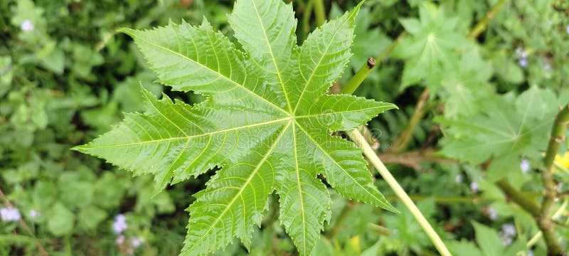 A Beautiful Leaf Gifted by Nature. Stock Photo - Image of green, leaf ...