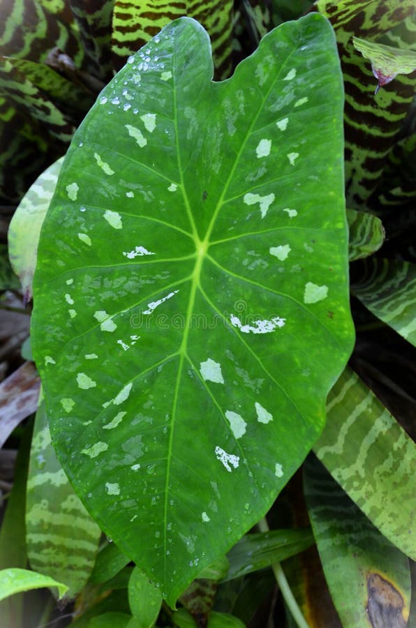 Beautiful Leaf of a Green and White Caladium Stock Image - Image of ...