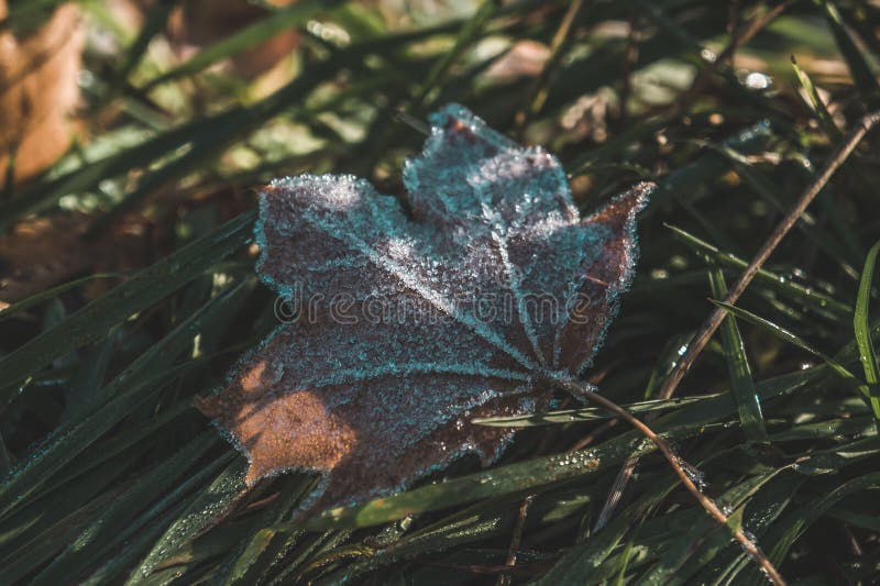 Beautiful leaf with ice stock photo. Image of adorable - 129382936