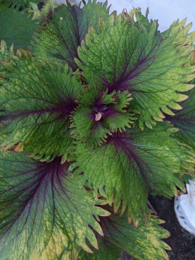 Beautiful Leaf Like Dragon Skin Stock Image - Image of leaf, like ...