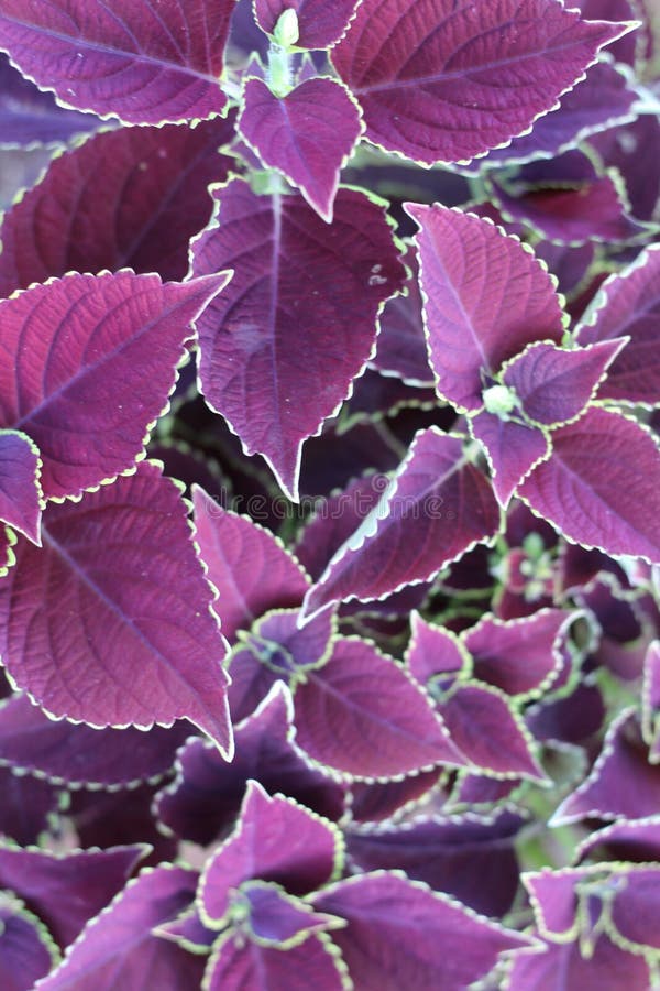 Beautiful Leaf Looking Like Flower Stock Image - Image of beautiful ...