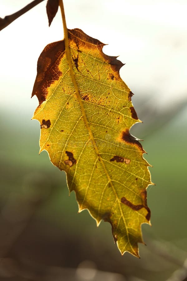 Beautiful leaf stock image. Image of bunch, alternative - 39329663