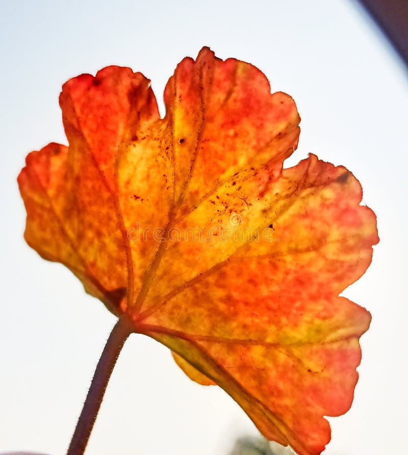 Beautiful leaf stock image. Image of beautiful, plant - 237870425