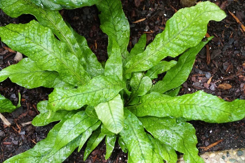 The Beautiful Leaf Pattern of Microsorum Musifolium Crocodyllus Stock ...