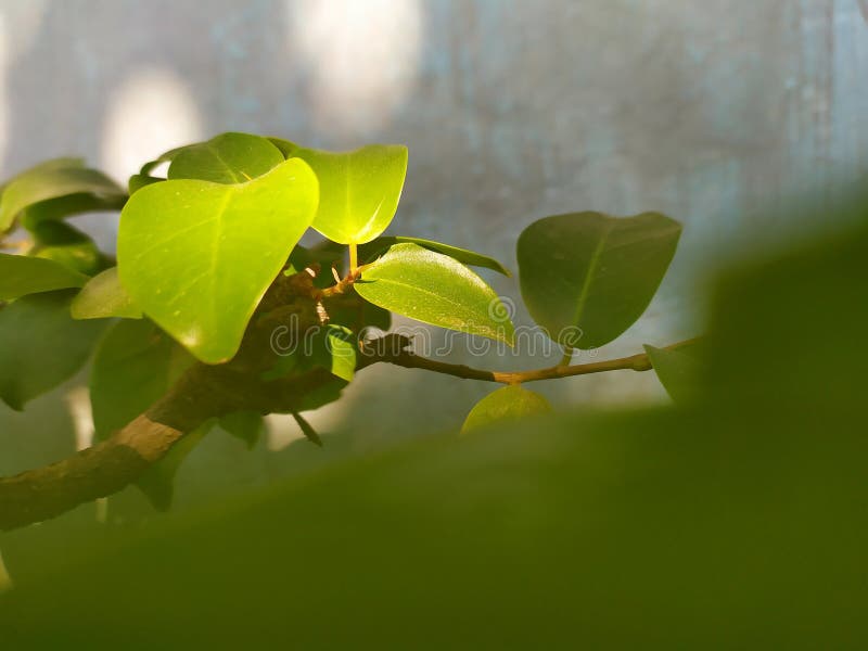 Beautiful Leaf Photos with Blur Effects. Stock Image - Image of card ...