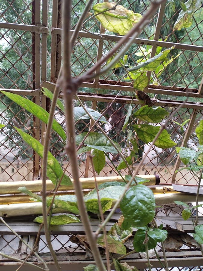 Beautiful leaf of a plant stock photo. Image of flower - 254825762