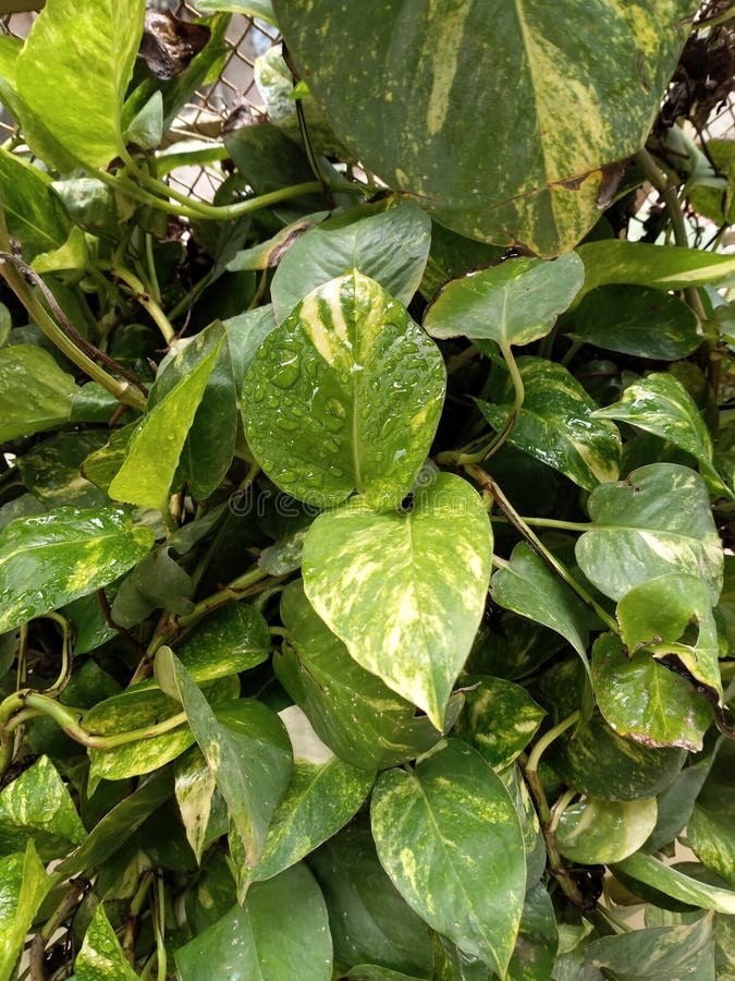 Beautiful leaf of a plant stock image. Image of tree - 254825797