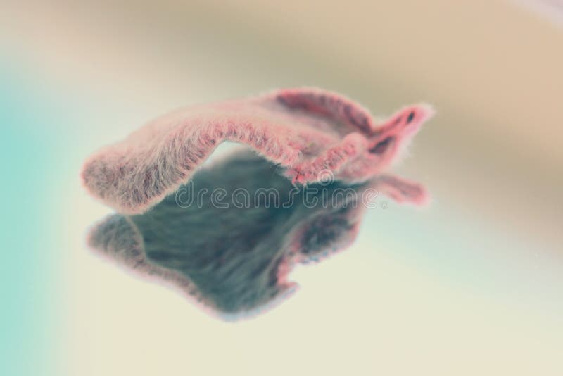 Beautiful leaf reflection stock photo. Image of pastel - 104403424