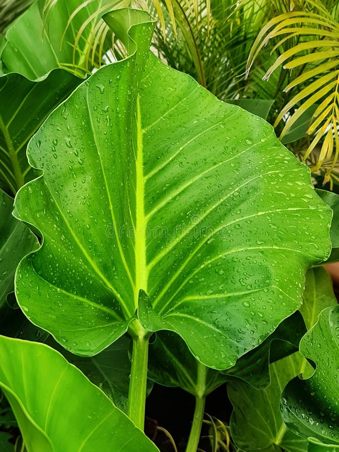 Beautiful Leaf Shape with Leaf Veins Arrangement Stock Image - Image of ...