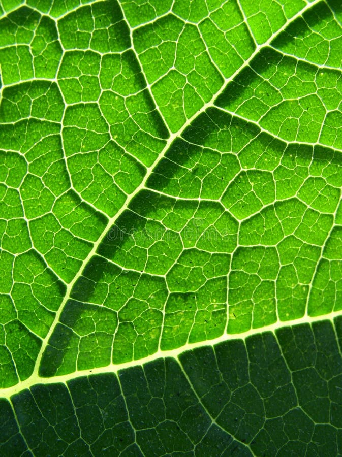 Beautiful leaf texture stock image. Image of sharp, details - 3151877