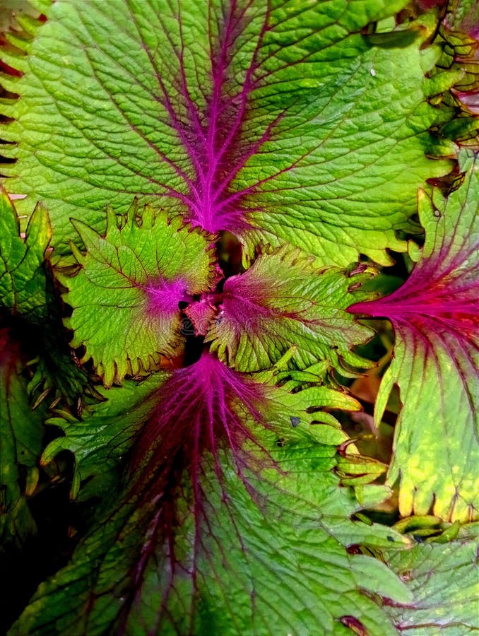 Beautiful Leaf Texture of Coleus Atropurpureus Plant Stock Photo ...