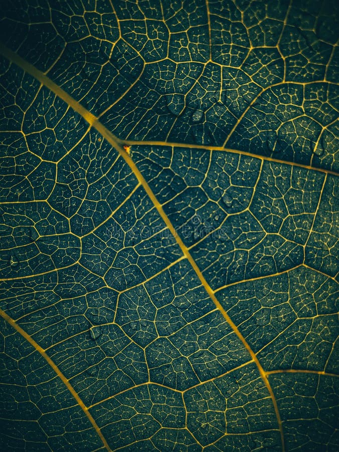 Beautiful Leaf Texture with Many Patterns , Golden Shine in Border ...