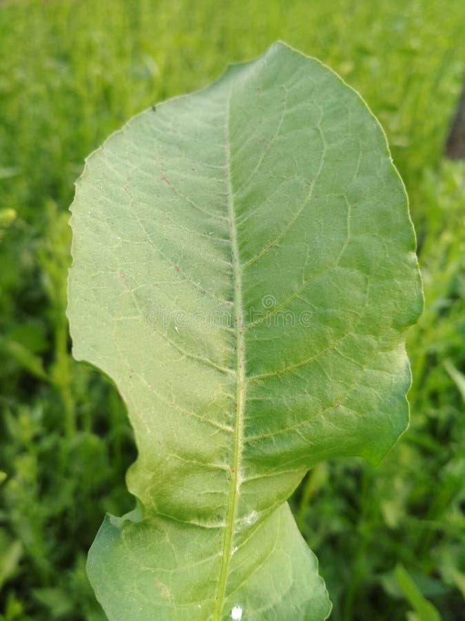 Beautiful Leaf Very Good Looking Stock Photo - Image of beautiful, good ...