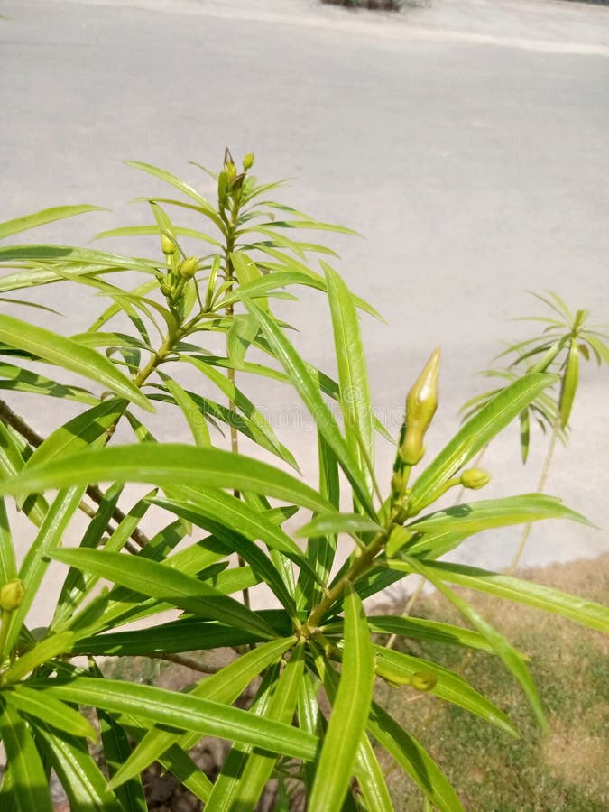 Beautiful Leafes Nature Beautiful Handwriting of Allah ?????? Stock ...