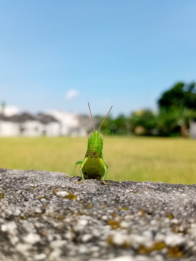A Beautiful Leafhopper or Rice Grasshopper during the Day. Stock Image ...