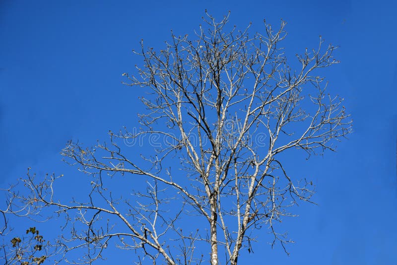 Beautiful, Leafless Poplar Tree Branches in Winter Stock Image - Image ...