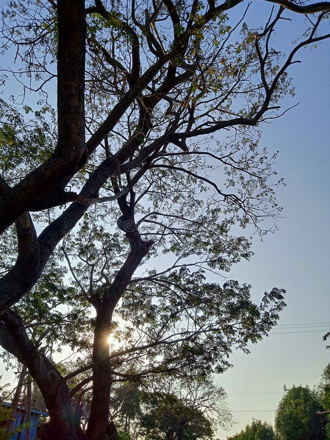 Beautiful Leafless Tree in Autumn Stock Image - Image of sunflowers ...