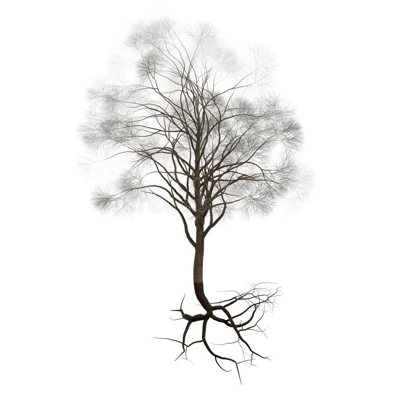 Tree Roots on White Background Stock Illustration - Illustration of ...
