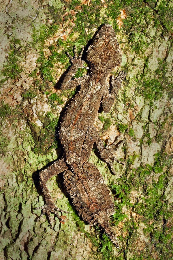 Eye on a Leaf Tailed Gecko - Uroplatus Fimbriatus Stock Image - Image ...