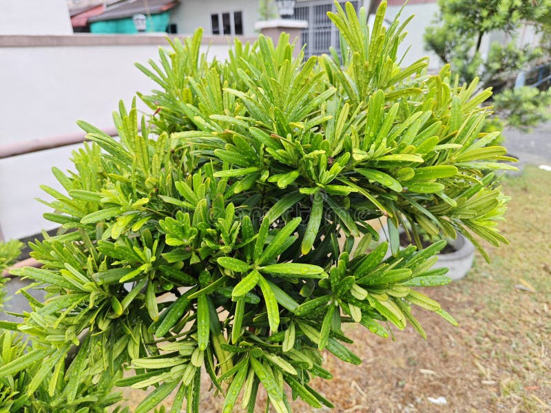 Beautiful Leafy Cluster of Buddhist Pine Leaves. Stock Image - Image of ...