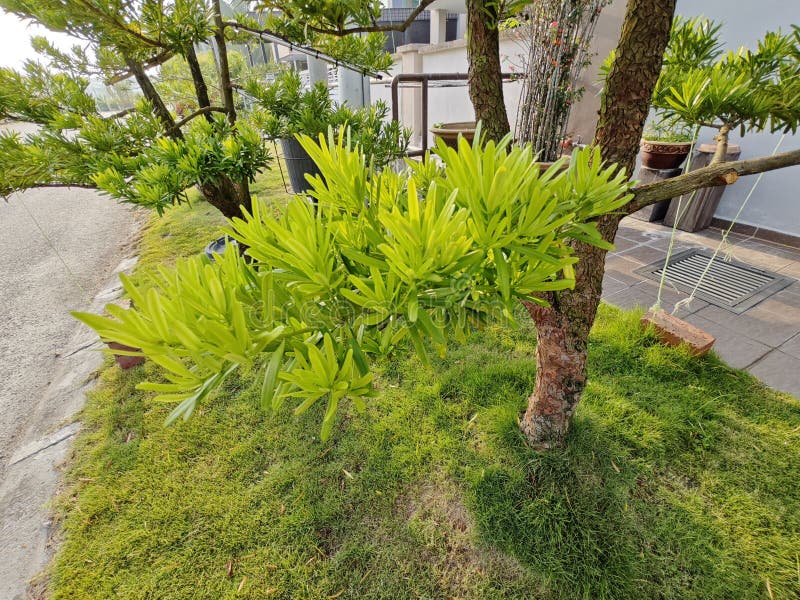 Beautiful Leafy Cluster of Buddhist Pine Leaves. Stock Image - Image of ...
