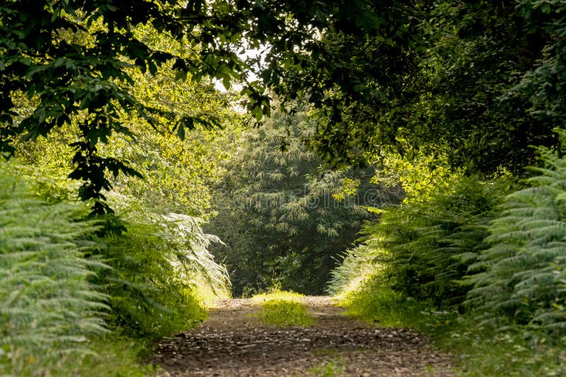 Beautiful and Leafy Scenery of a Path in the Forest Stock Photo - Image ...