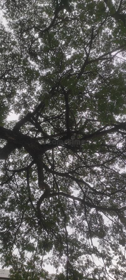 Beautiful Leafy Tree Canopy on a Sunny Summer Day Stock Photo - Image ...