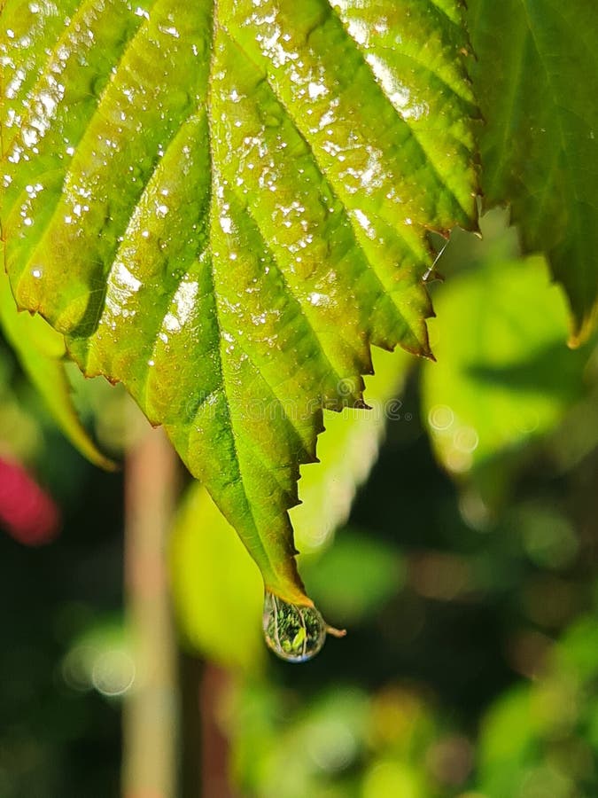 Beautiful Leave Detail in Morning Stock Image - Image of leave, green ...
