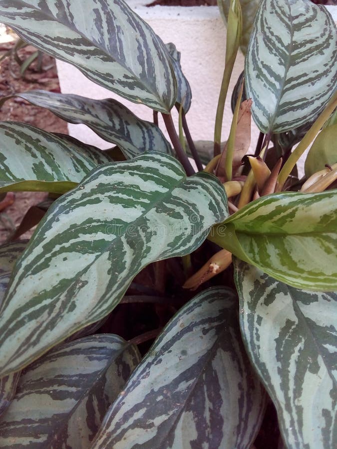 Image of a Green Colour Fancy Plant Stock Image - Image of tree, flower ...