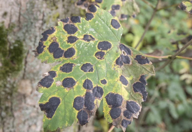 Beautiful Leave in the Forest Stock Photo - Image of europe, closeup ...