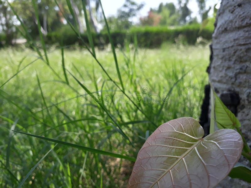 Beautiful Leave in the Garden. Stock Image - Image of forest, view ...