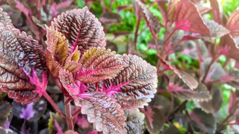 Beautiful leave stock photo. Image of colourful, beautiful - 119307752