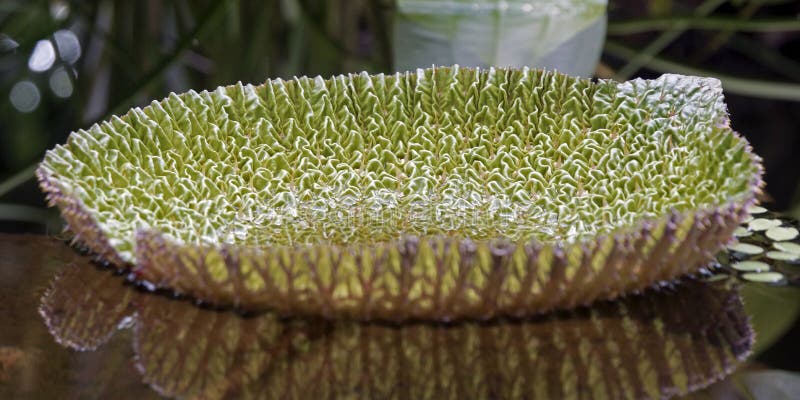 Beautiful leave stock image. Image of background, asia - 33861823