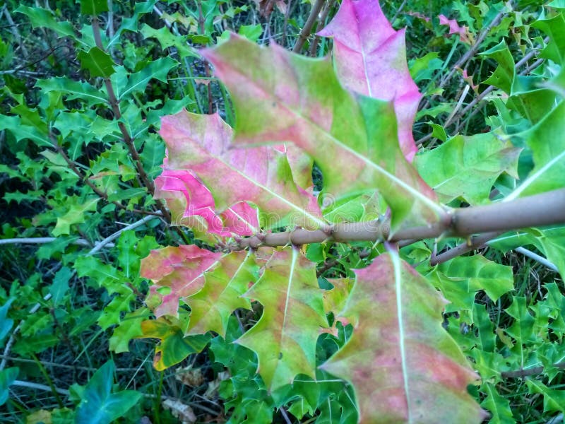 Beautiful Leave on the Tree Stock Image - Image of branch, food: 204246257