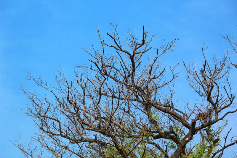 Beautiful Leaveless Tree in Blue Sky Background Hd Stock Photo - Image ...