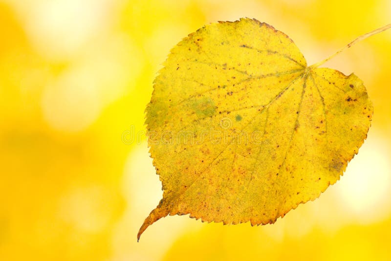 Beautiful leaves in autumn stock photo. Image of autumnal - 11694292