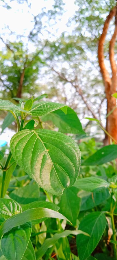 Beautiful Leaves, Able To Make Peace Every Time You See it. Stock Photo ...