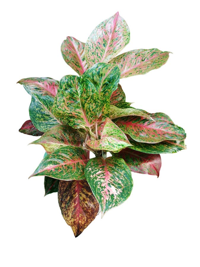 Beautiful Leaves of Aglaonema Tree Stock Image - Image of aglaonema ...