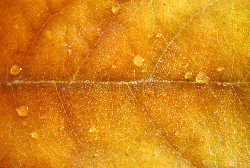 Beautiful leaves in autumn stock photo. Image of growth - 11694288